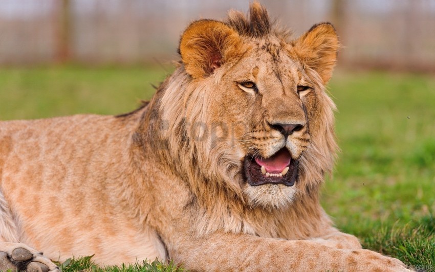 Free download | HD PNG grass lie lion muzzle teeth wallpaper background ...
