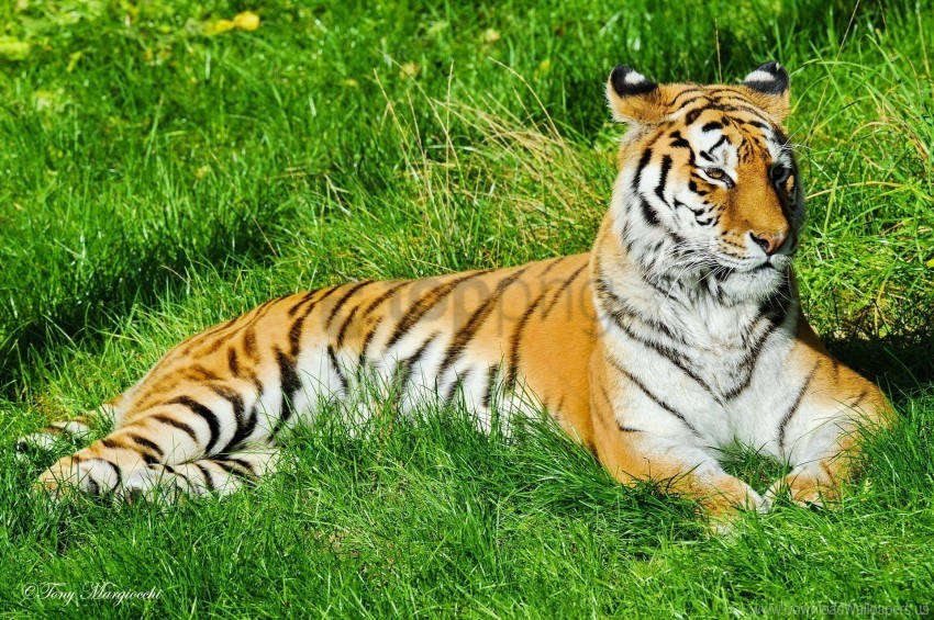 Free download | HD PNG grass lie predator tiger watch wallpaper ...