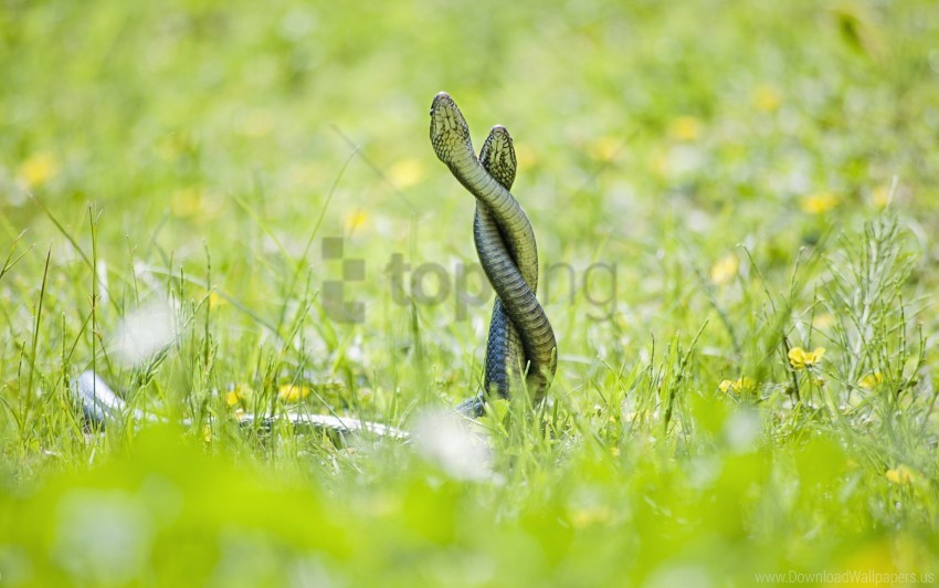 Free download | HD PNG grass looking out snake wallpaper background ...