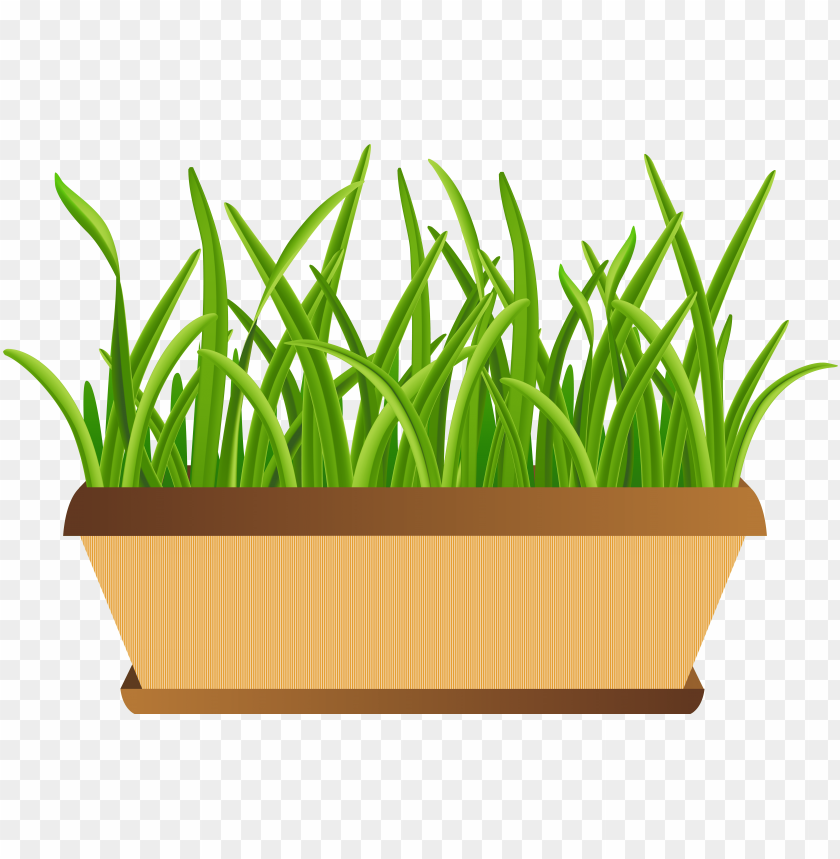 Free download | HD PNG grass pot PNG transparent with Clear Background ...