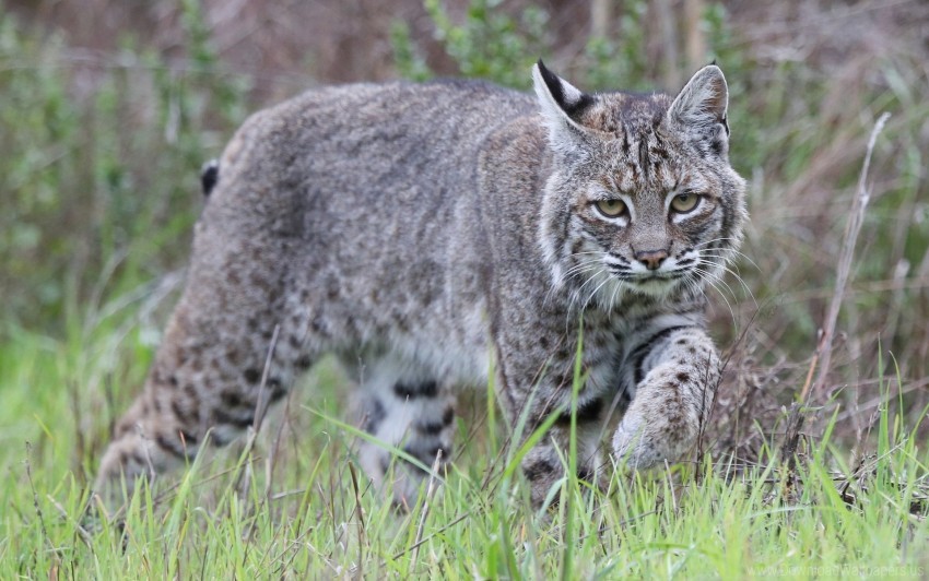 Free download | HD PNG grass predator trot walks wallpaper background ...