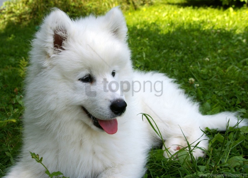 Free download | HD PNG grass puppy samoyed wallpaper background best ...