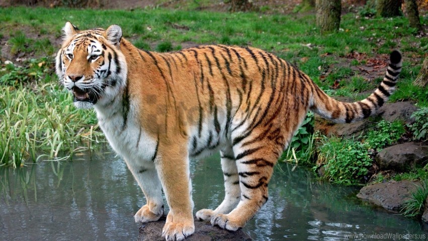 Free download | HD PNG grass rocks tiger water wallpaper background ...
