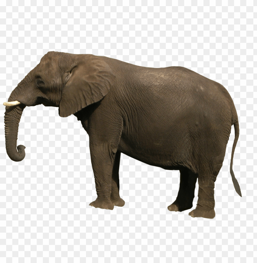Free download | HD PNG african elephant walking png | TOPpng