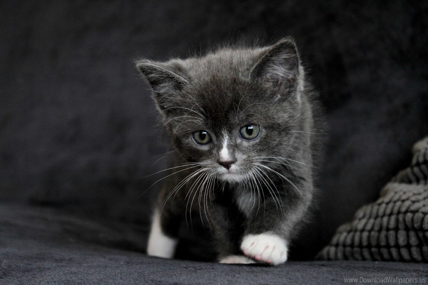 Free download | HD PNG gray kid kitten wallpaper background best stock ...