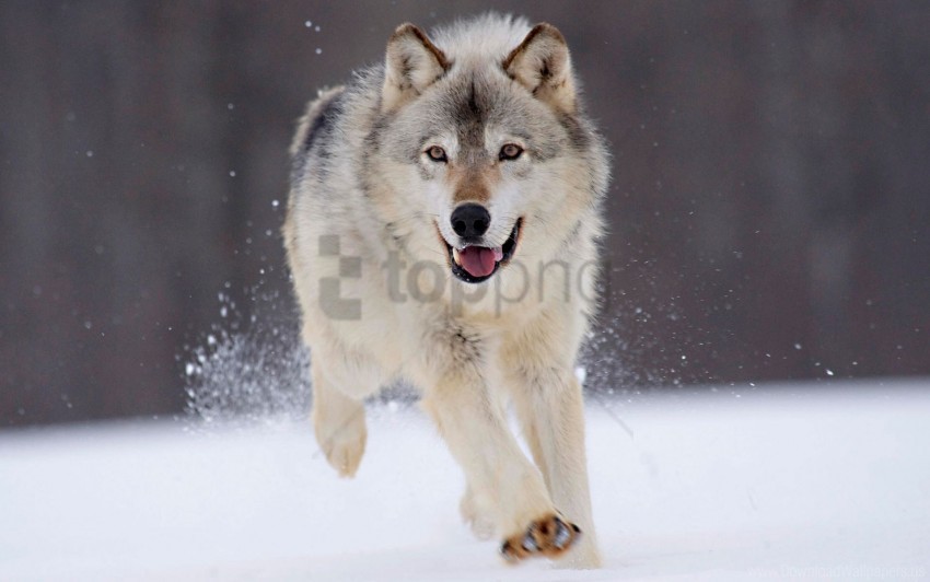 Free download | HD PNG gray minnesota wolf wallpaper background best ...