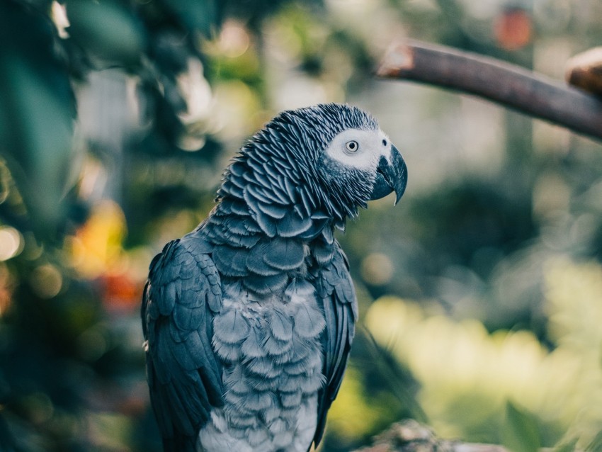 Free download | HD PNG gray parrot parrot bird branch 4k wallpaper | TOPpng