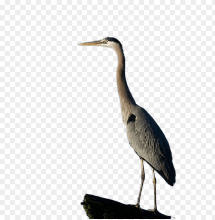 Free download | HD PNG great blue heron full size | TOPpng