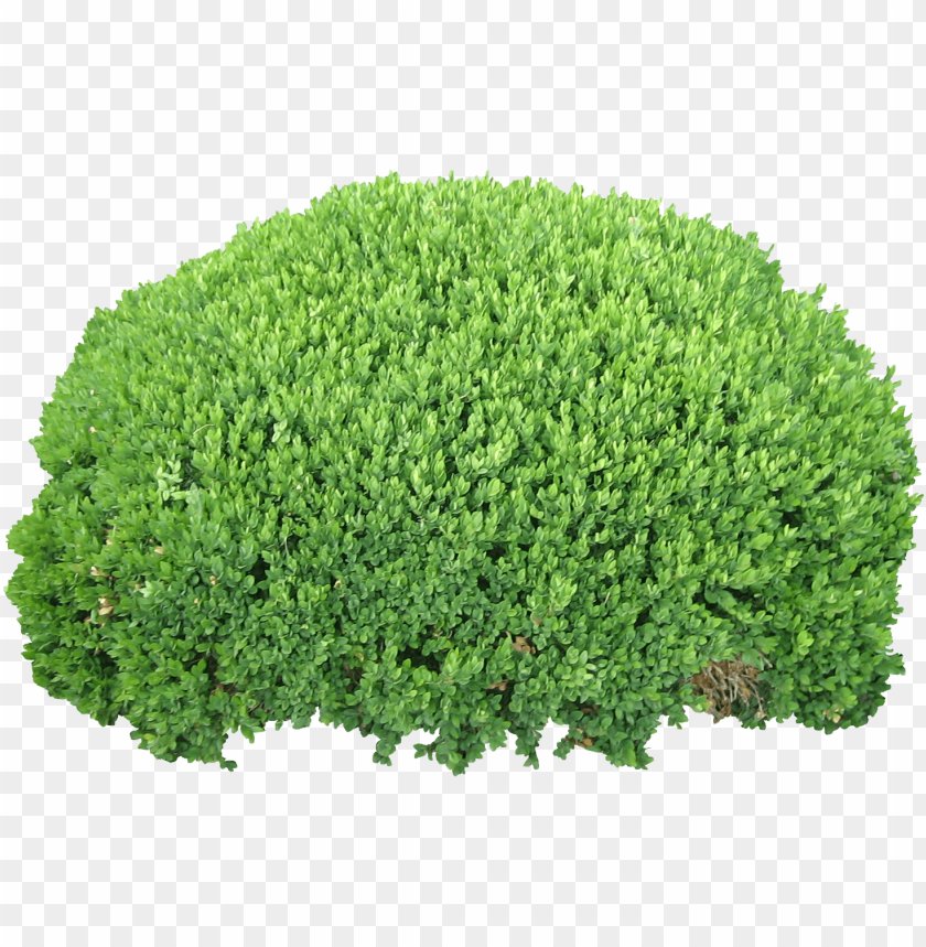 Shrub PNG & clipart images | TOPpng