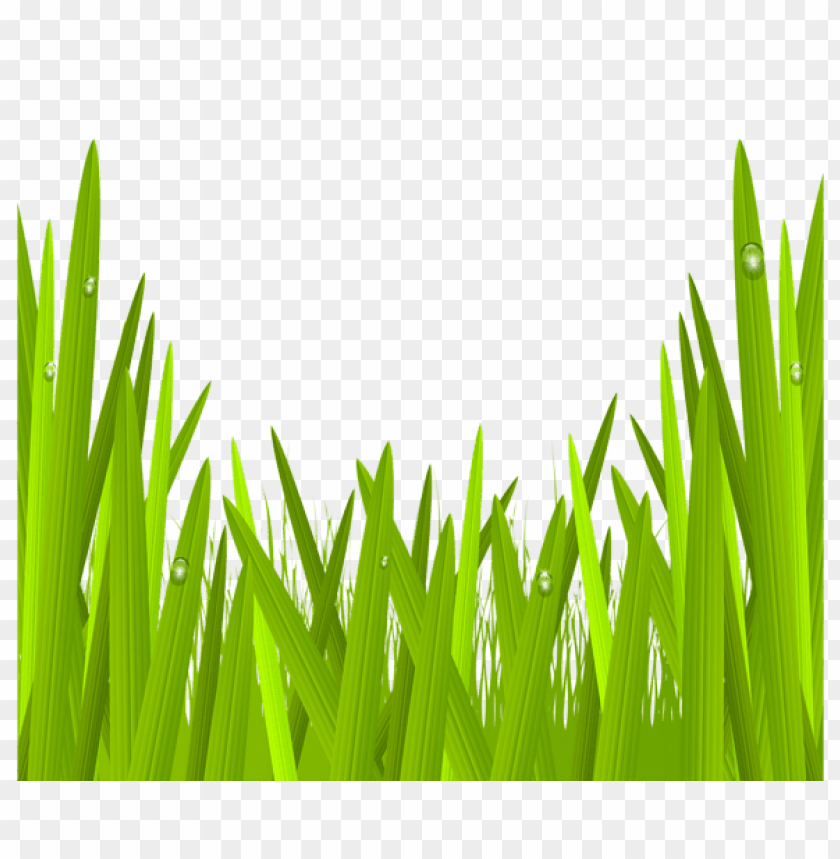 Free download | HD PNG PNG image of green grass transparent with a ...
