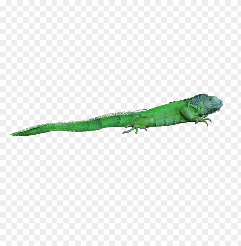 Free download | HD PNG green lizard | TOPpng