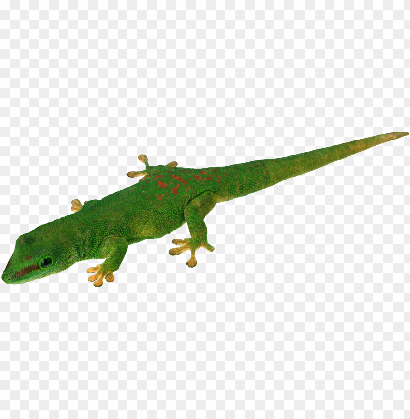 Free download | HD PNG green lizard photo | TOPpng