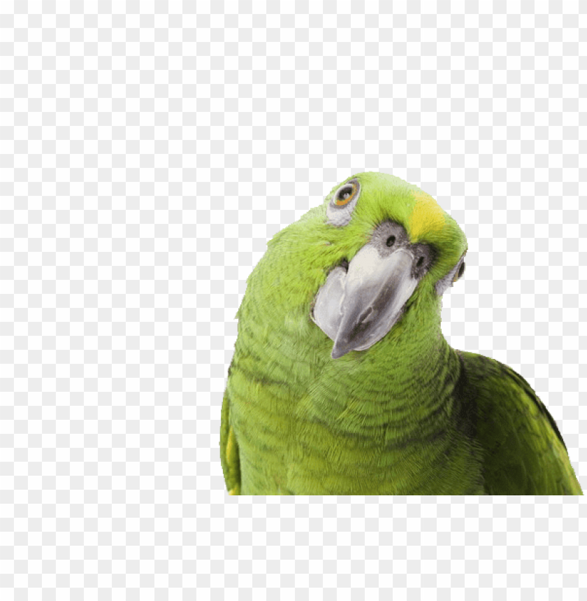 Free download | HD PNG green parrot side looking png images background ...