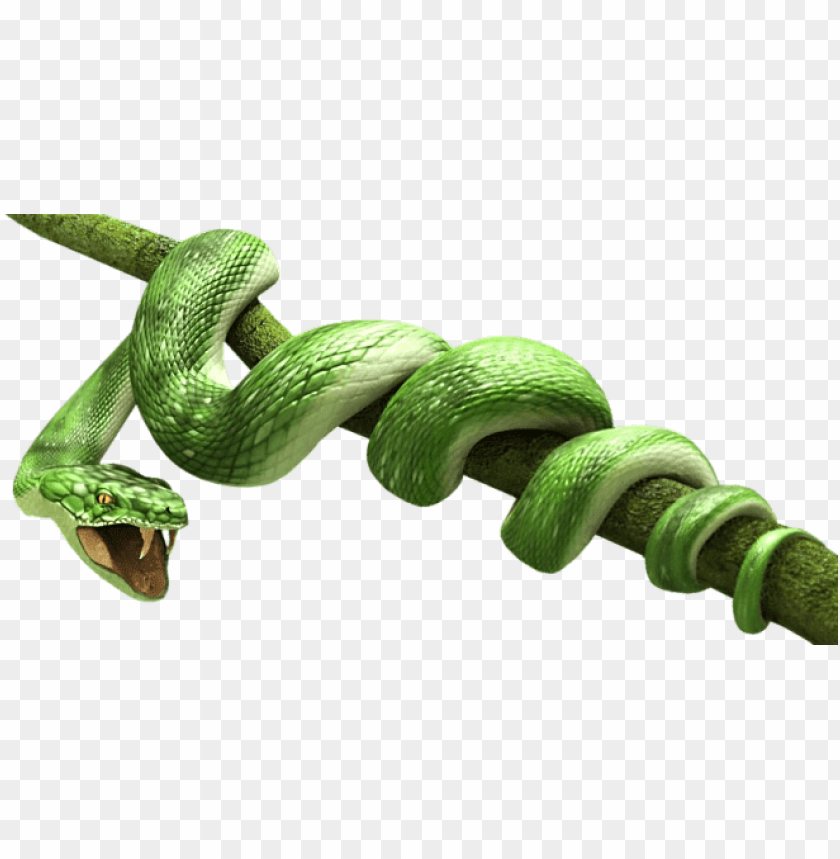 Free download | HD PNG green snake | TOPpng
