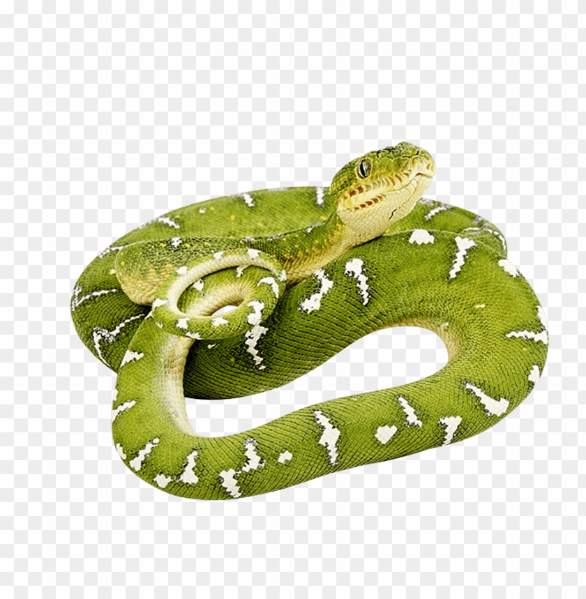 Free download | HD PNG green snake twirling | TOPpng