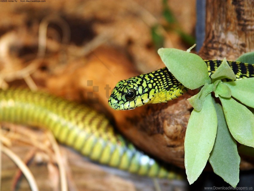Free download | HD PNG green snake wallpaper background best stock ...