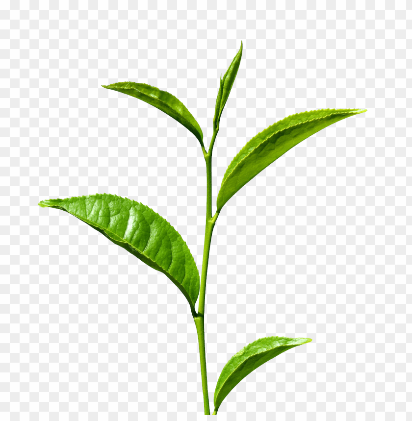 Free download | HD PNG green tea s PNG images with transparent ...