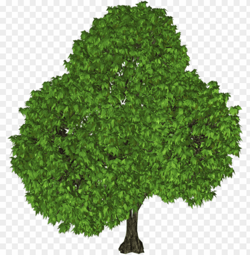 Free download | HD PNG PNG image of tree with dense rounded green ...