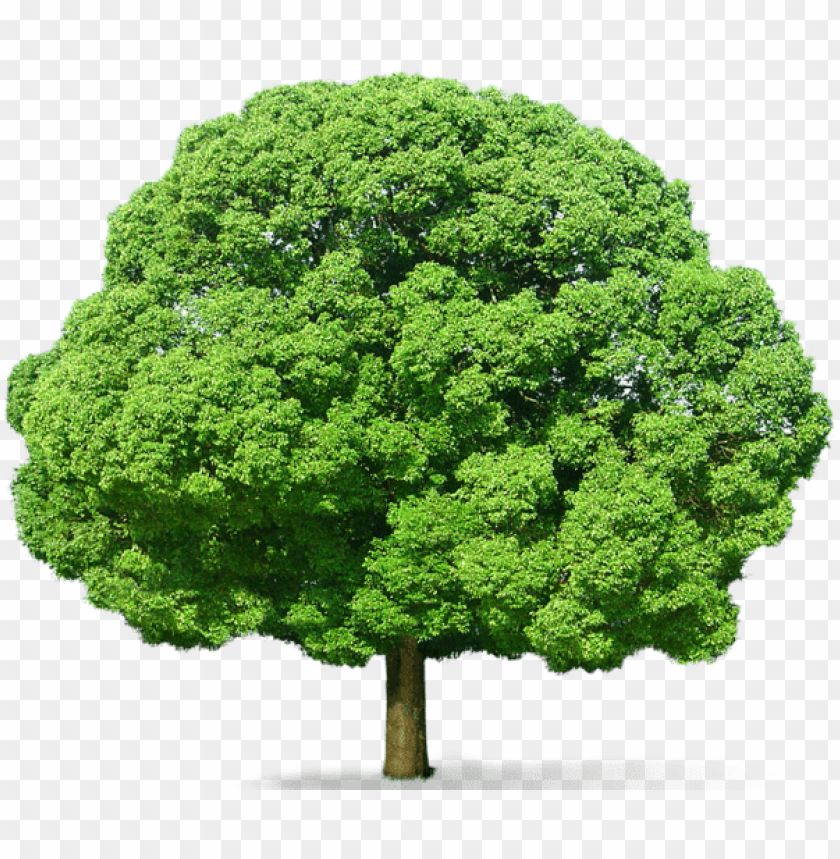 Free download | HD PNG PNG image of wide green tree with thick leaves ...