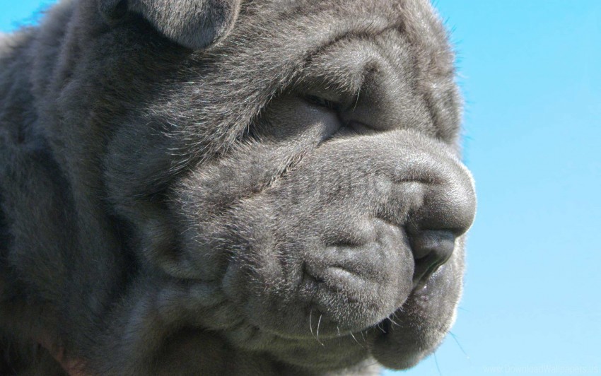 Free download | HD PNG grey neapolitan mastiff muzzle puppy wrinkles ...