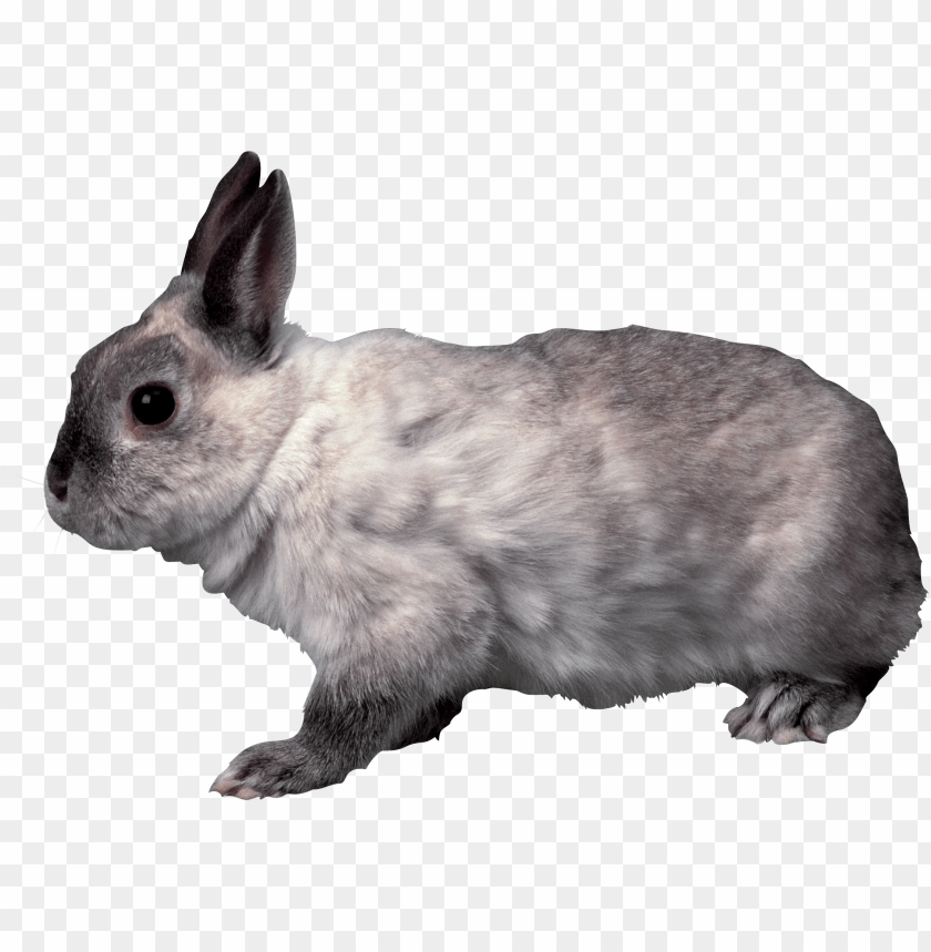 Free download | HD PNG grey rabbit sideview png images background ...