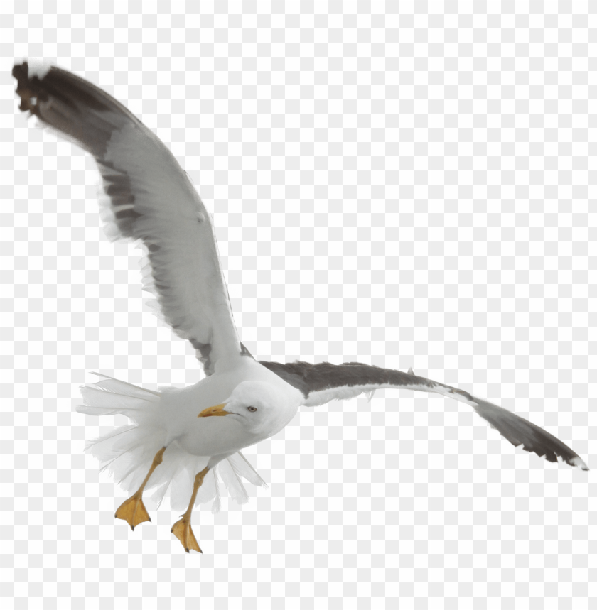 Free download | HD PNG seagull flying with wings spread wide slightly ...