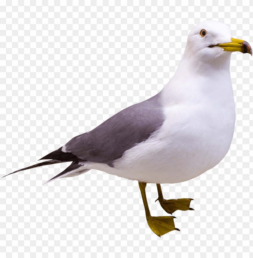 Free download | HD PNG gull | TOPpng