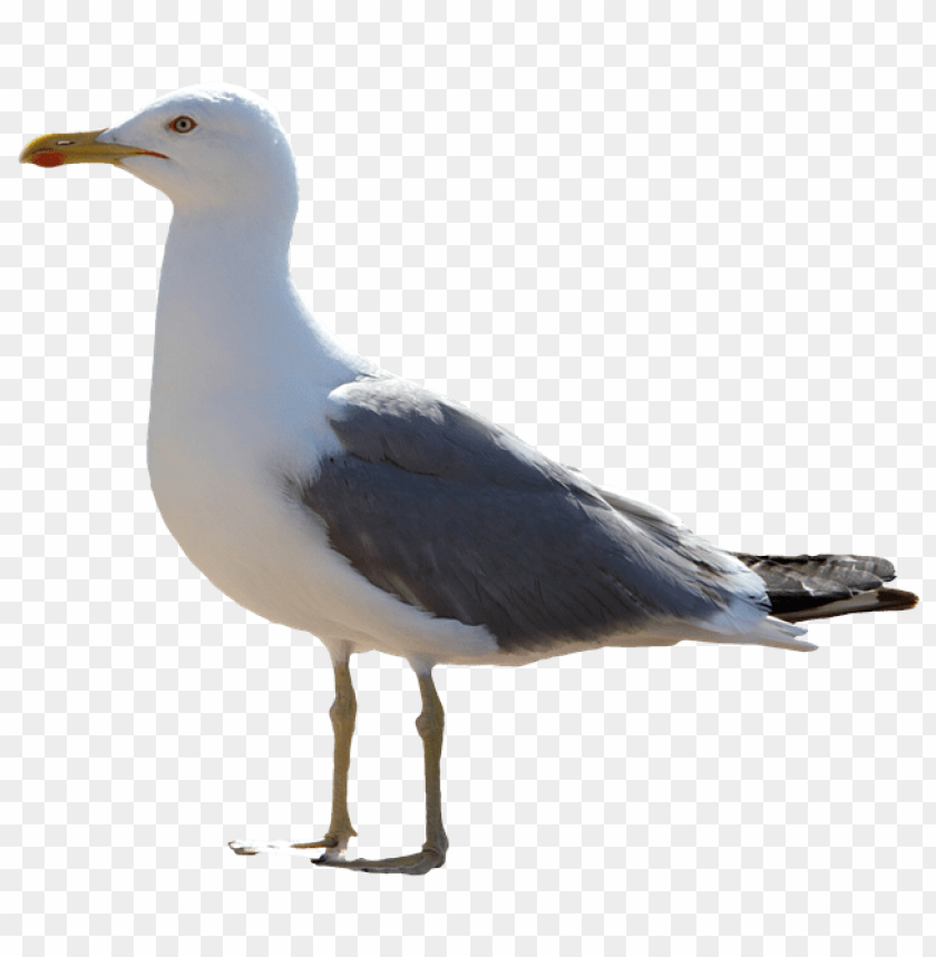 Free download | HD PNG gull | TOPpng