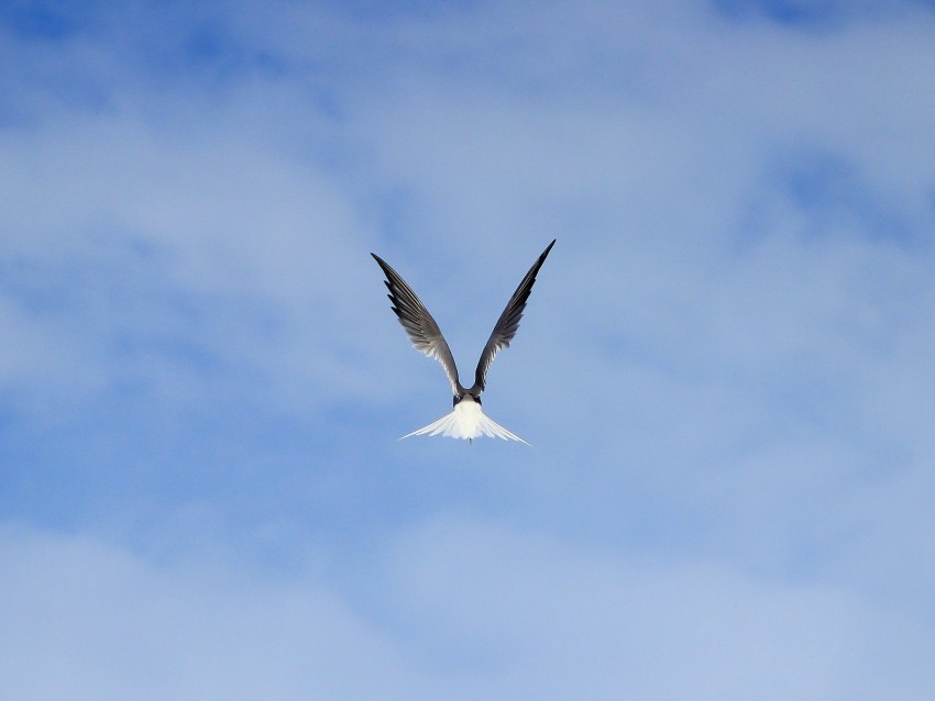 Free download | HD PNG gull bird wings sky fly 4k wallpaper | TOPpng