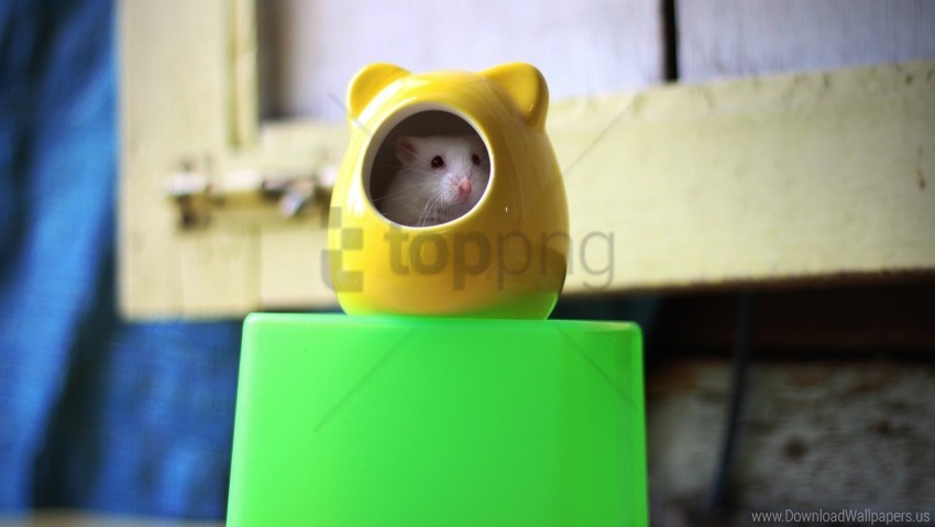 Free download | HD PNG hamster nose tail teeth white wallpaper ...