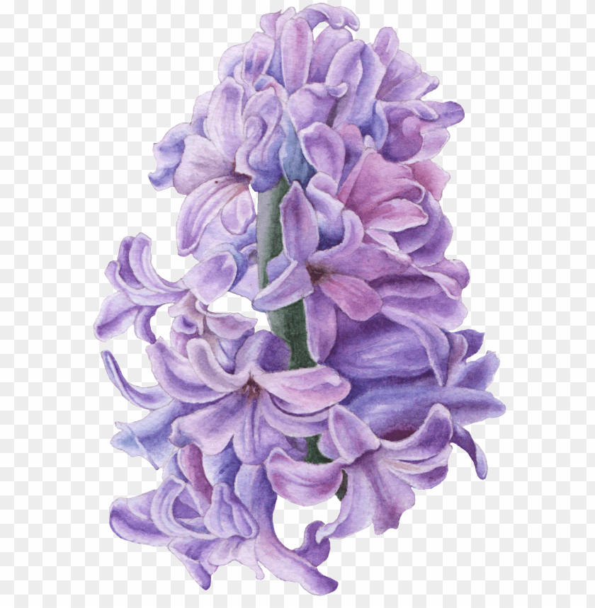 Free download | HD PNG hand drawn hyacinth flower png transparent ...