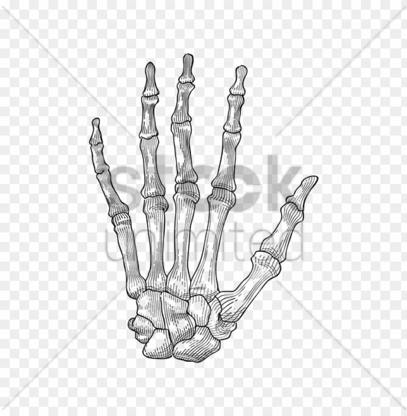 Free download | HD PNG hand holding hand skeleton PNG transparent with ...