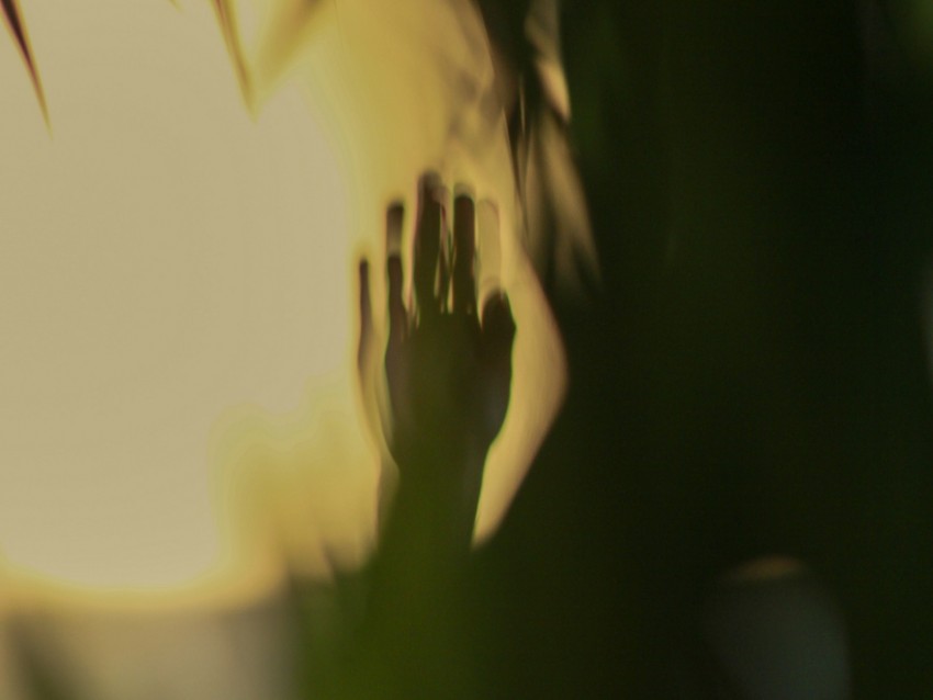 Free download | HD PNG hand shadow wall palm 4k wallpaper | TOPpng