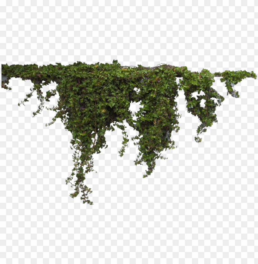 Free download | HD PNG hanging ivy PNG transparent with Clear ...
