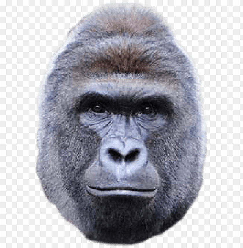Free download | HD PNG harambe face PNG transparent with Clear ...