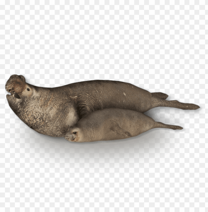 Free download | HD PNG harbor seal | TOPpng