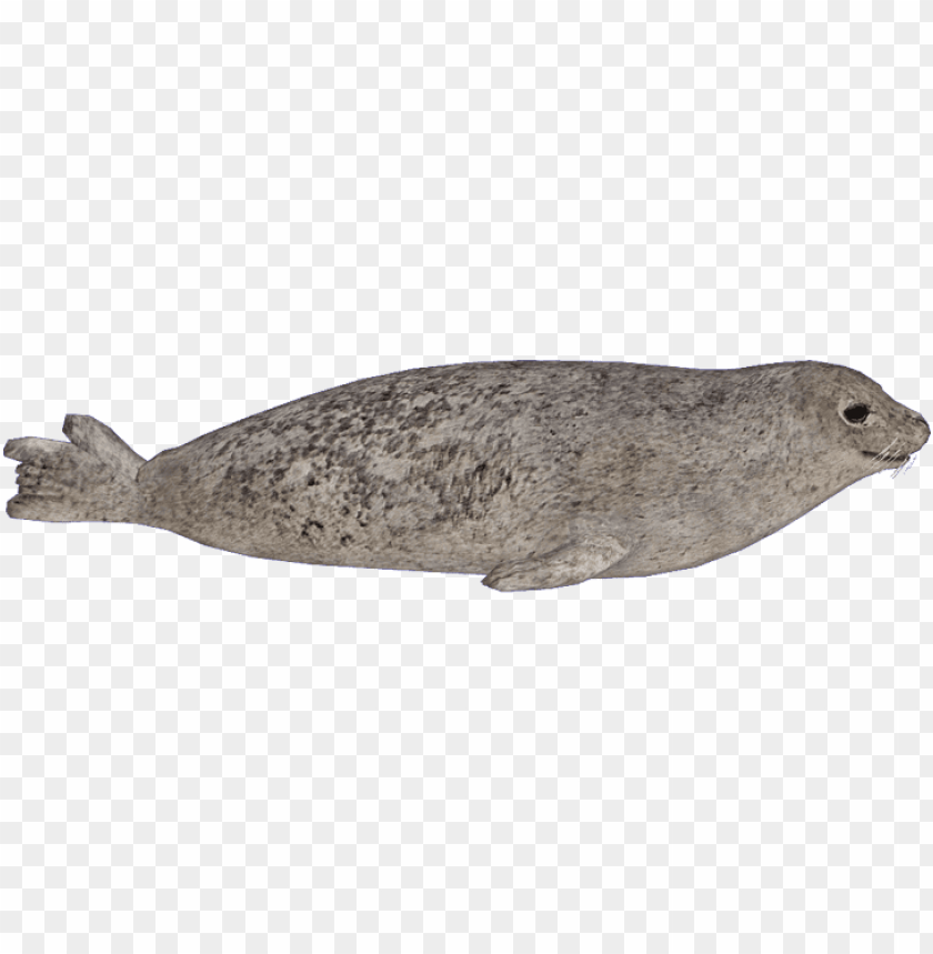 Free download | HD PNG harbor seal | TOPpng