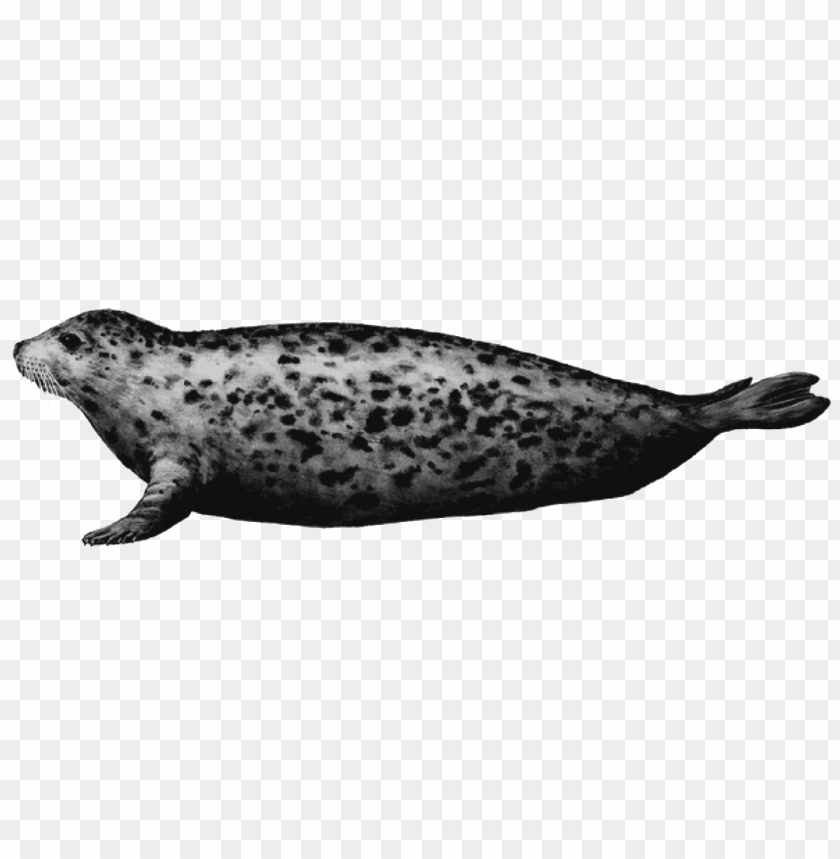 Free download | HD PNG harbor seal | TOPpng