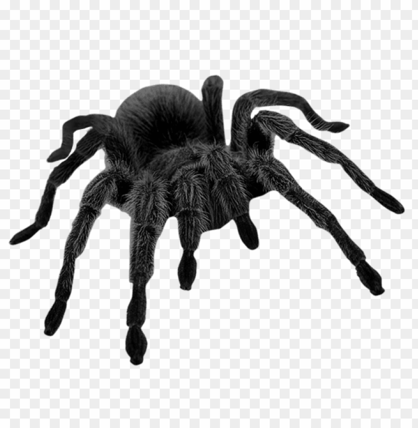 Free download | HD PNG haunted black spider png images background ...
