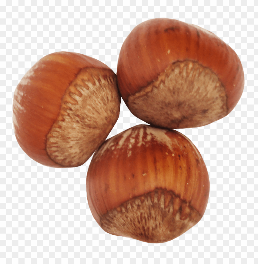 Free download | HD PNG fresh hazelnuts png PNG images with transparent ...