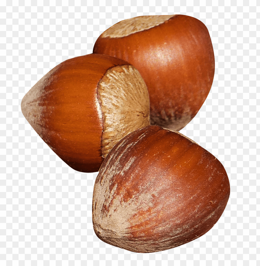 Free download | HD PNG whole hazelnuts png PNG images with transparent ...