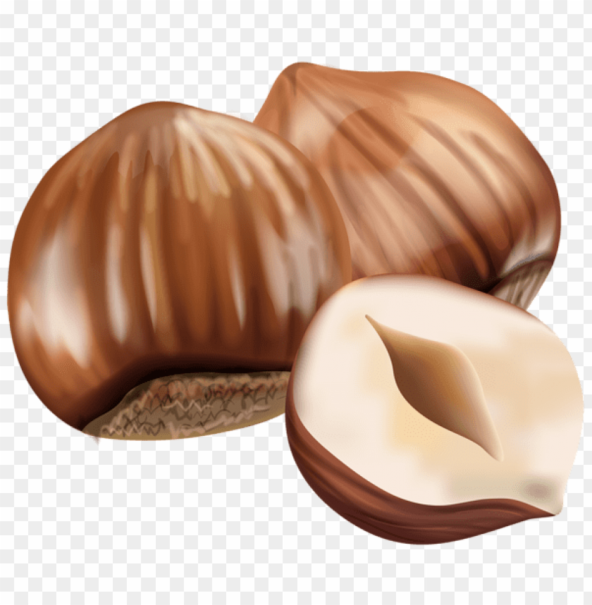 Free download | HD PNG hazelnut clipart png photo - 52919 | TOPpng