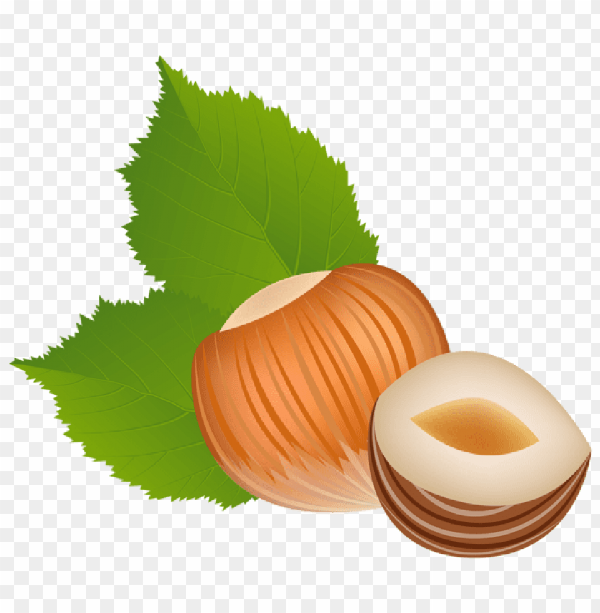 Free download | HD PNG hazelnut transparent clipart png photo - 52937 ...