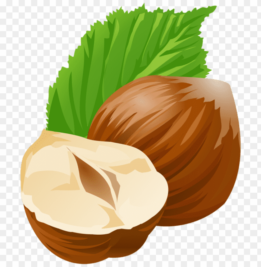 Free download | HD PNG hazelnuts clipart png photo - 52925 | TOPpng