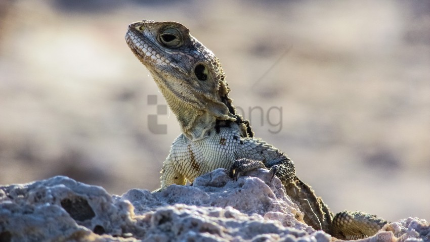 Free download | HD PNG head lizard reptile stones wallpaper background ...