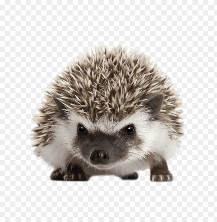 Free download | HD PNG hedgehog front view | TOPpng