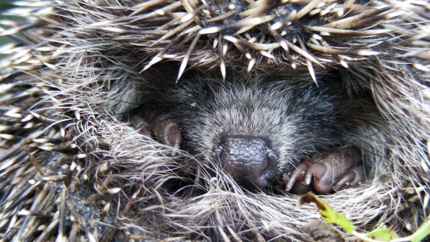 Free download | HD PNG hedgehog nose paws spines wallpaper background ...