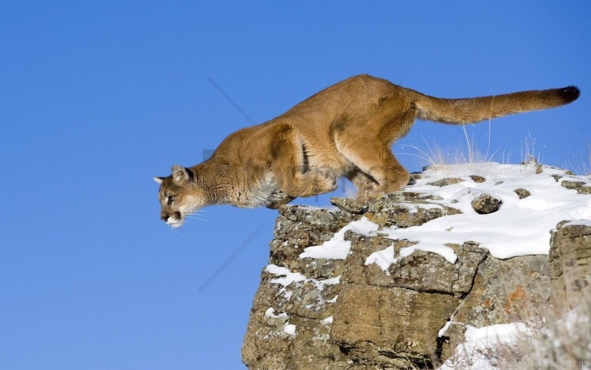 Free download | HD PNG height jump puma snow wallpaper background best ...