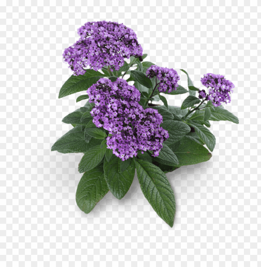 Free download | HD PNG heliotrope PNG transparent with Clear Background ...
