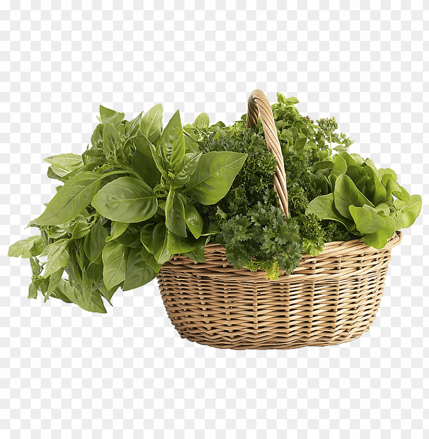 Free download | HD PNG PNG image of herb with a clear background ...